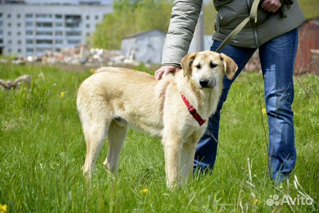 Боречька- метис породы пойнтер и двортерьера