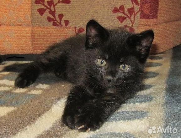 Плюшевые, чёрные котята только для Вас