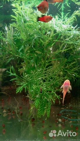 Аквариумные растения