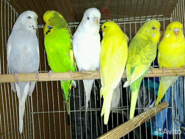 Птенчики чехи различных окрасов