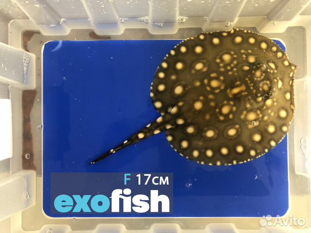 Пресноводный Скат Хенли П12 / Henlei P12