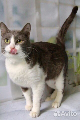 Ищут новый дом животные из приюта