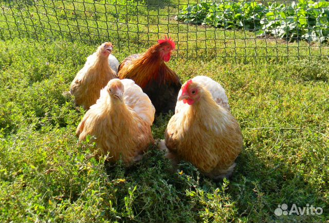 Карликовый кохинхин и Китайская Шёлковая