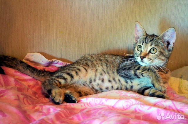 Ласковый ручной котенок-девочка в дар 2 мес