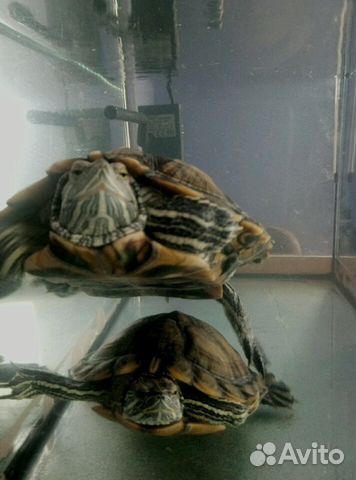 Отдам или продам двух черепах красноухих большие з