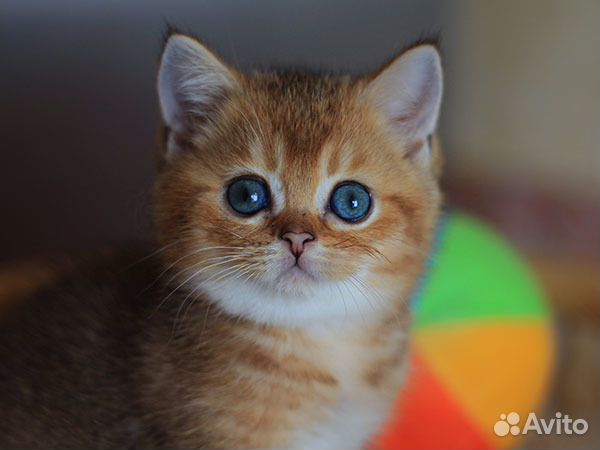 Красавец скоттиш-страйт
