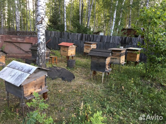 Продам Пасеку