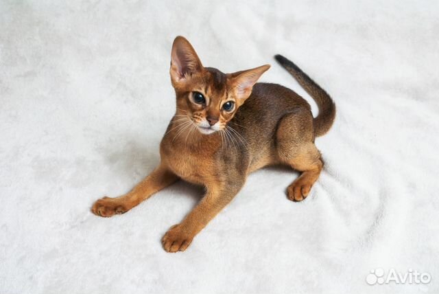 Дикие абиссинские мальчик и девочки из питомника