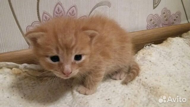 Малыш 1.5 месяца
