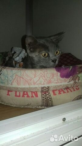 В добрые руки