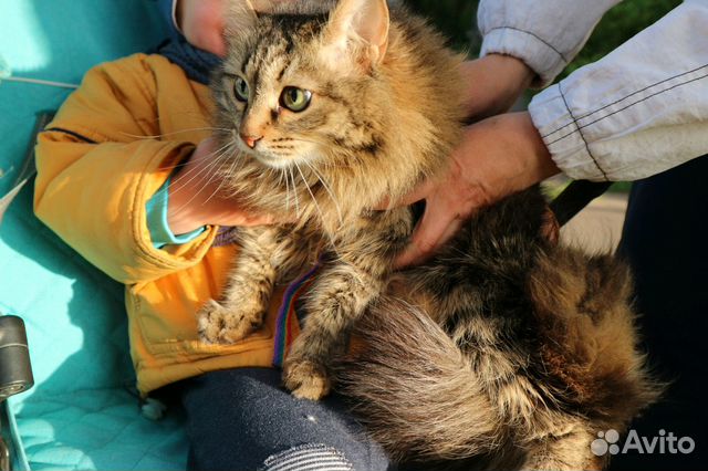 Шикарная ласковая кошка