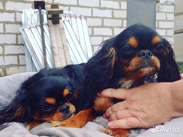 Кинг чарльз спаниель