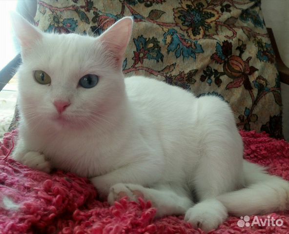 Белая разноглазая короткошерстная кошечка