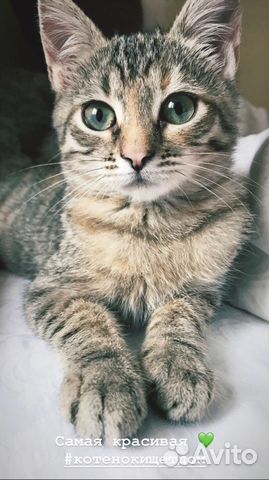 Котенок