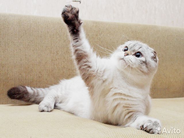 Роскошный шотландский вислоухий кот