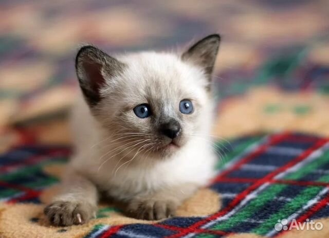 Тайские котята