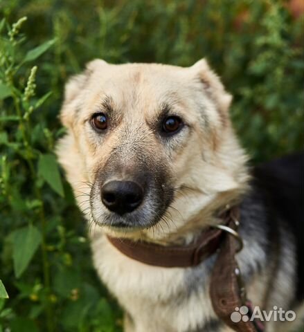 Красавец Гарри ищет дом