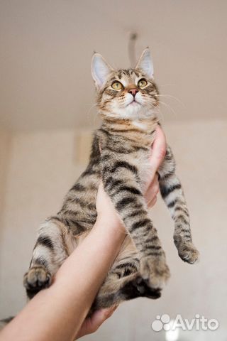 Идеальный серый котёнок