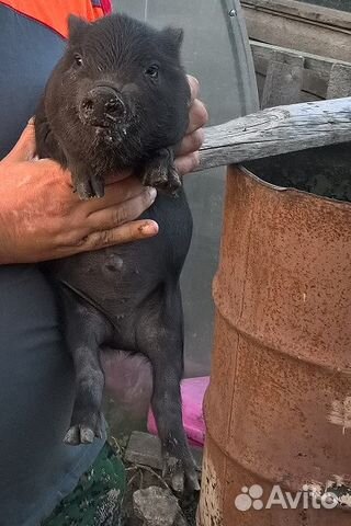 Продаю свиней