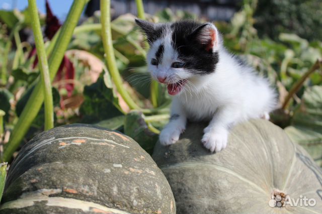 Кошечку