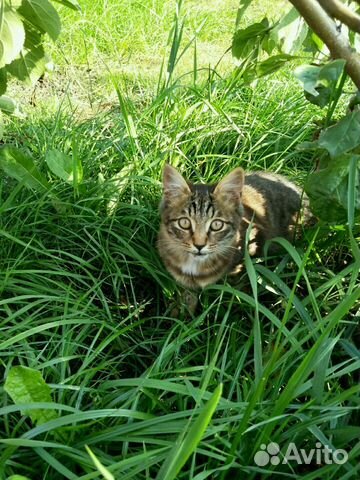 Стерил кошечка 7 мес