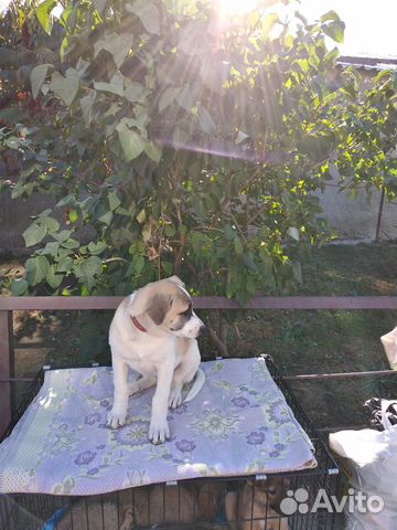 Щенок Герда