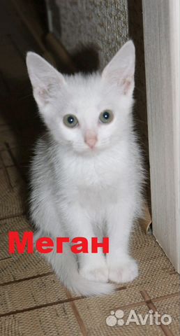 Белоснежная Мегган ищет дом