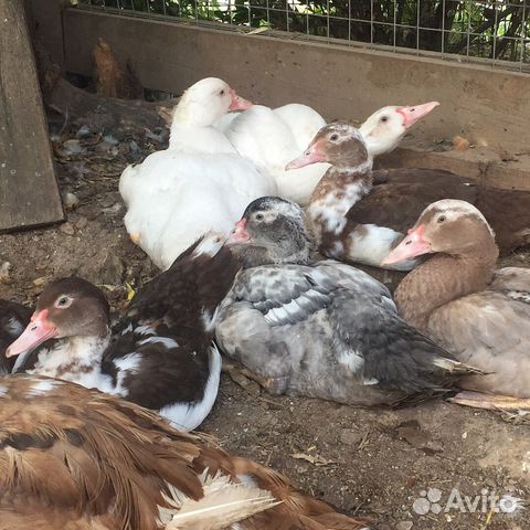 Индоутки селезни