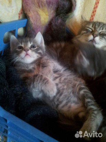 Сибирский котёнок