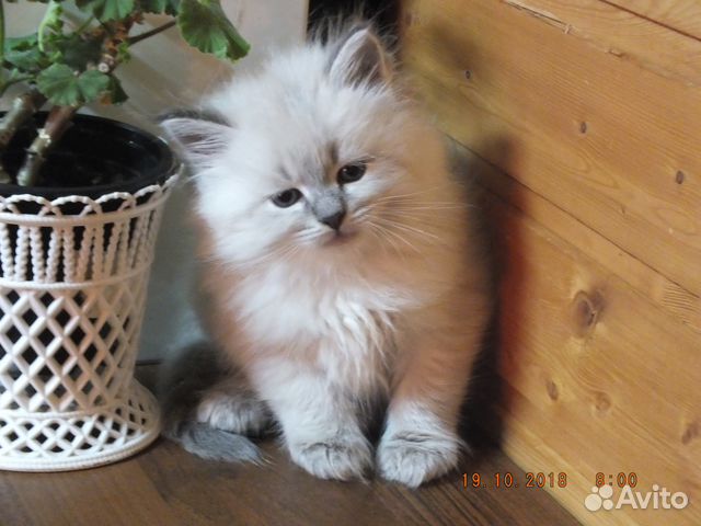 Котенок из Карелии