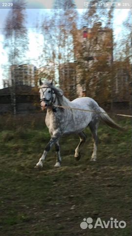 Продаю кобылу Орловских кровей