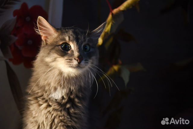 Кот по кличке Енот ищет дом