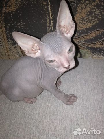 Донской сфинкс котенок