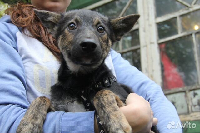 Маленький хвостик в добрые ручки