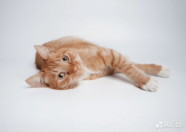 Кот Стас ищет свою семью