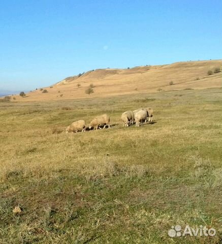 Продаются овечки матки