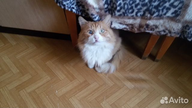 Ищем заботливых хозяев для Сэма