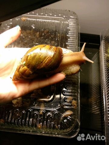 Улитка Ахатина Лечебная