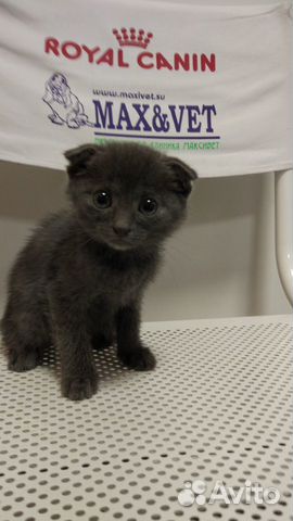 Британский вислоухий котенок девочка