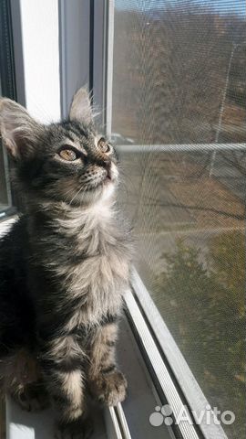 Классный котенок ищет дом