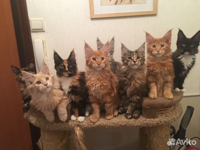 Малыши Мейн кун из питомника
