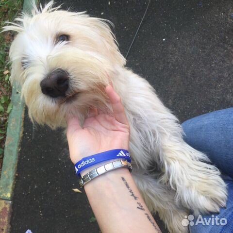 Метис болонки в дар