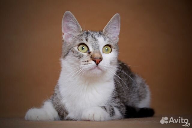 Красотка Марго в добрые руки