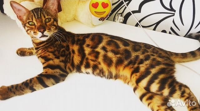 Вязка бенгал