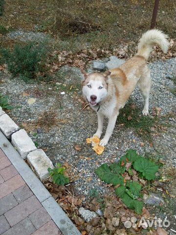 Найден кобель породы хаски
