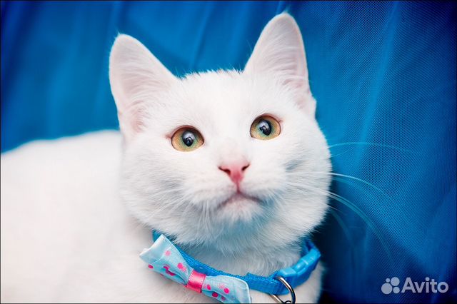Белоснежный котёнок Принц в добрые руки