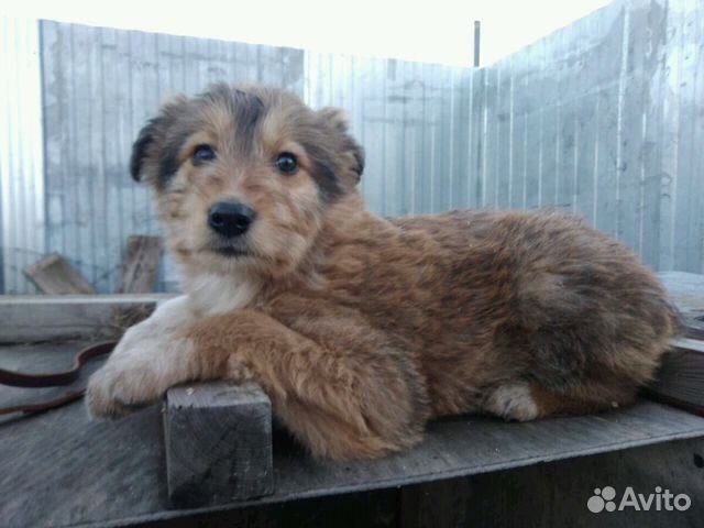 Щенки (девочки). Будут крупными