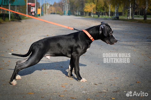 Черный щенок питбуля