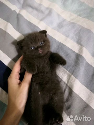 Коричневый котенок, девочка