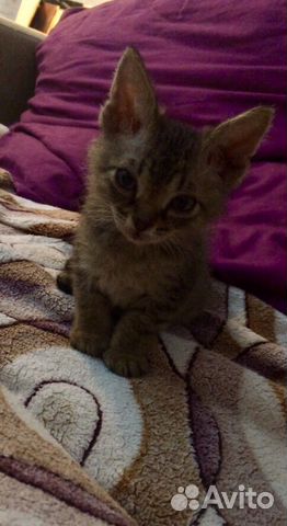 Продам котёнка сфинкса
